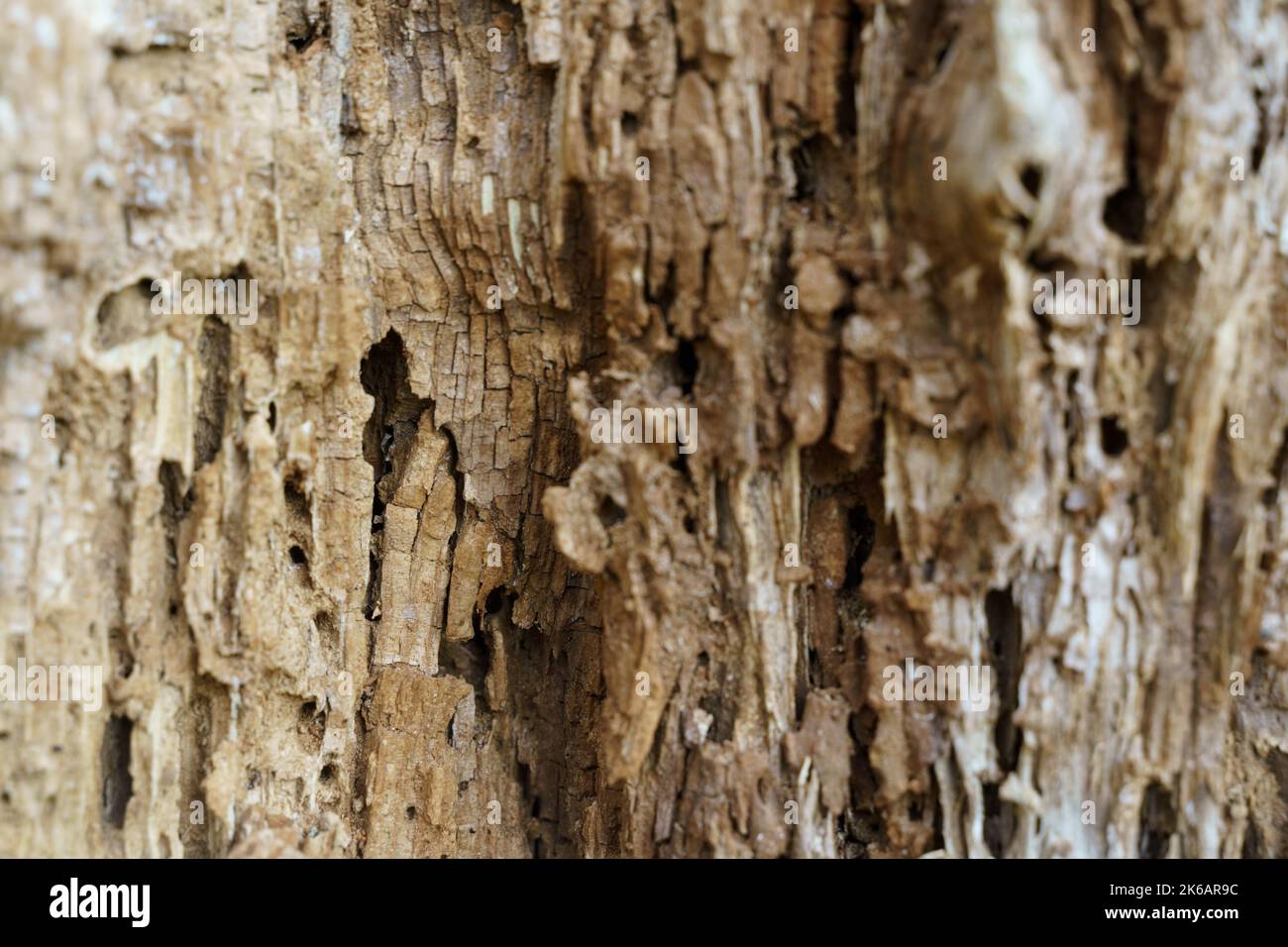 Textures. Texture of old decrepit wood with holes Stock Photo - Alamy