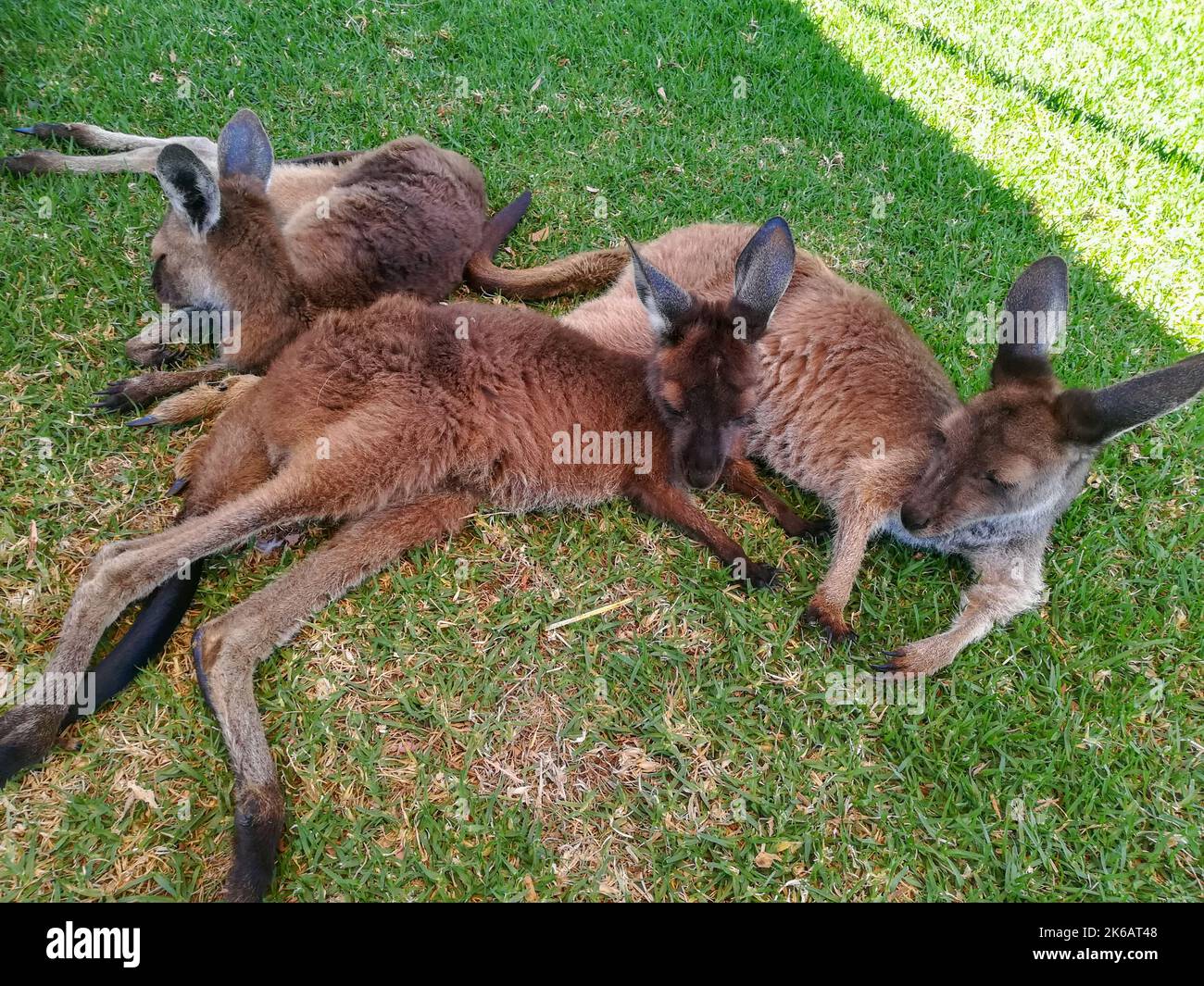 Mob of kangaroos, wallaby relaxing on the green grass. Australian ...
