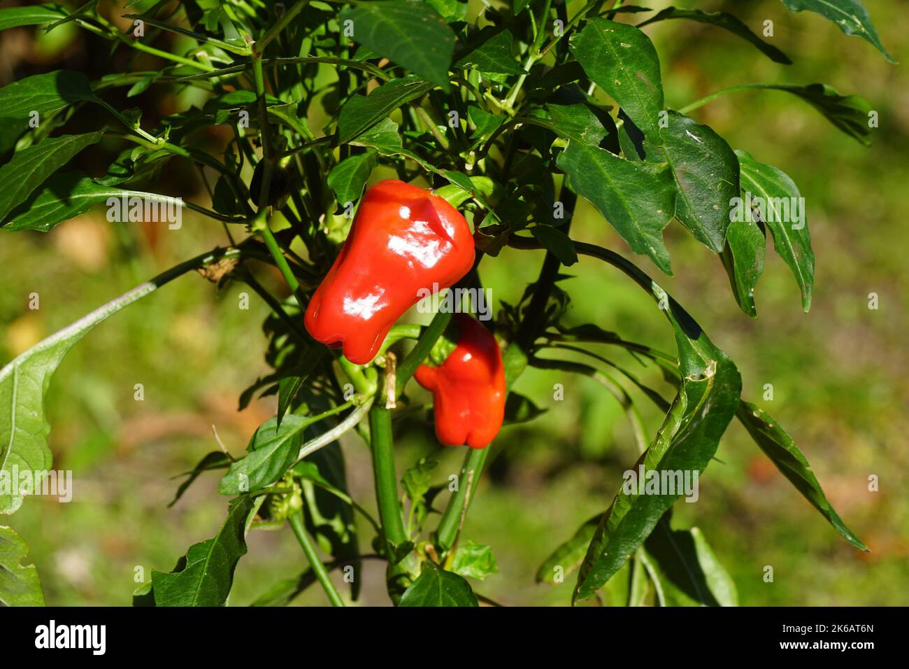 Snack plant hi-res stock photography and images - Alamy