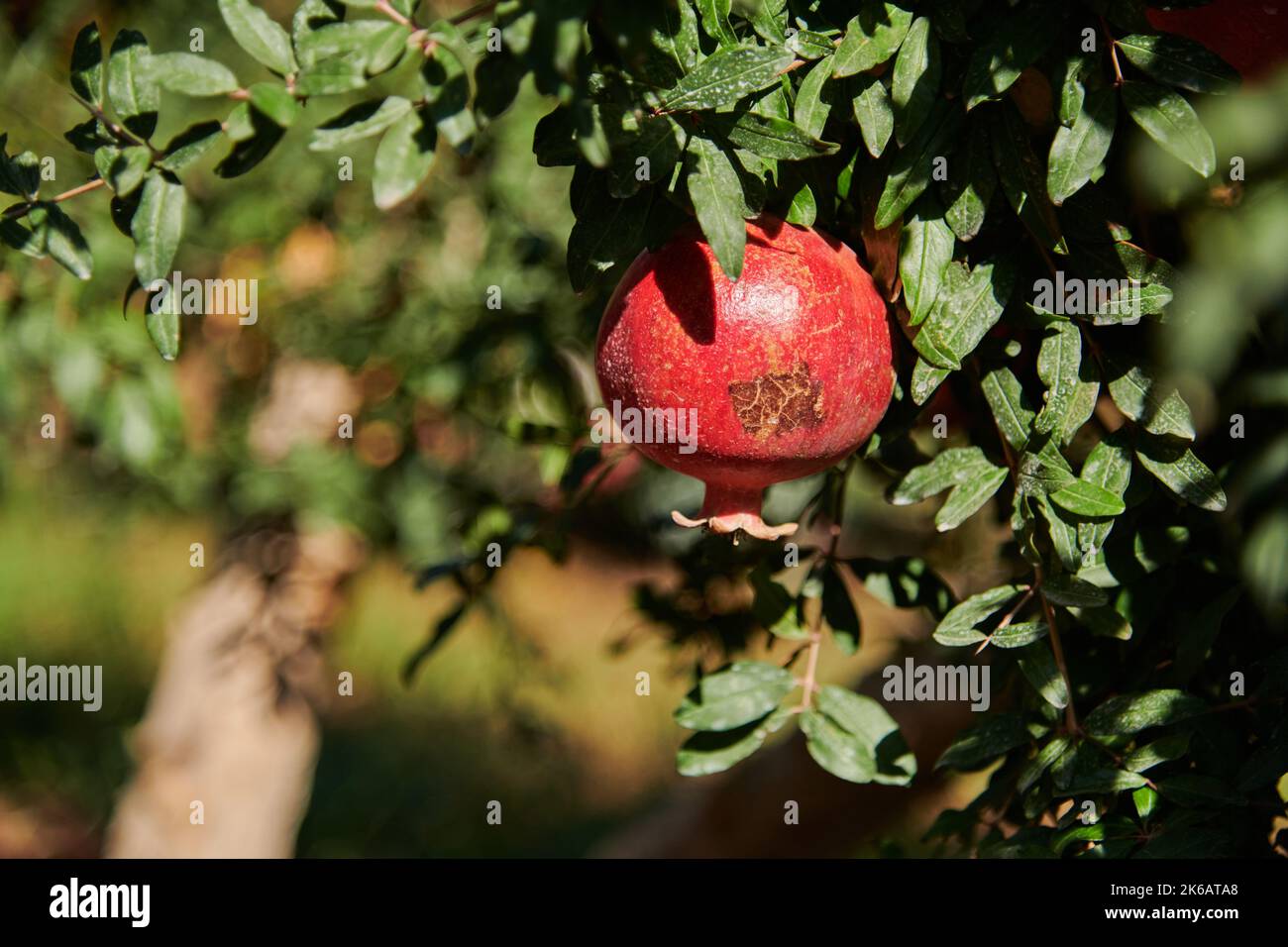 Organic pomegranate hanging on tree hi-res stock photography and images ...