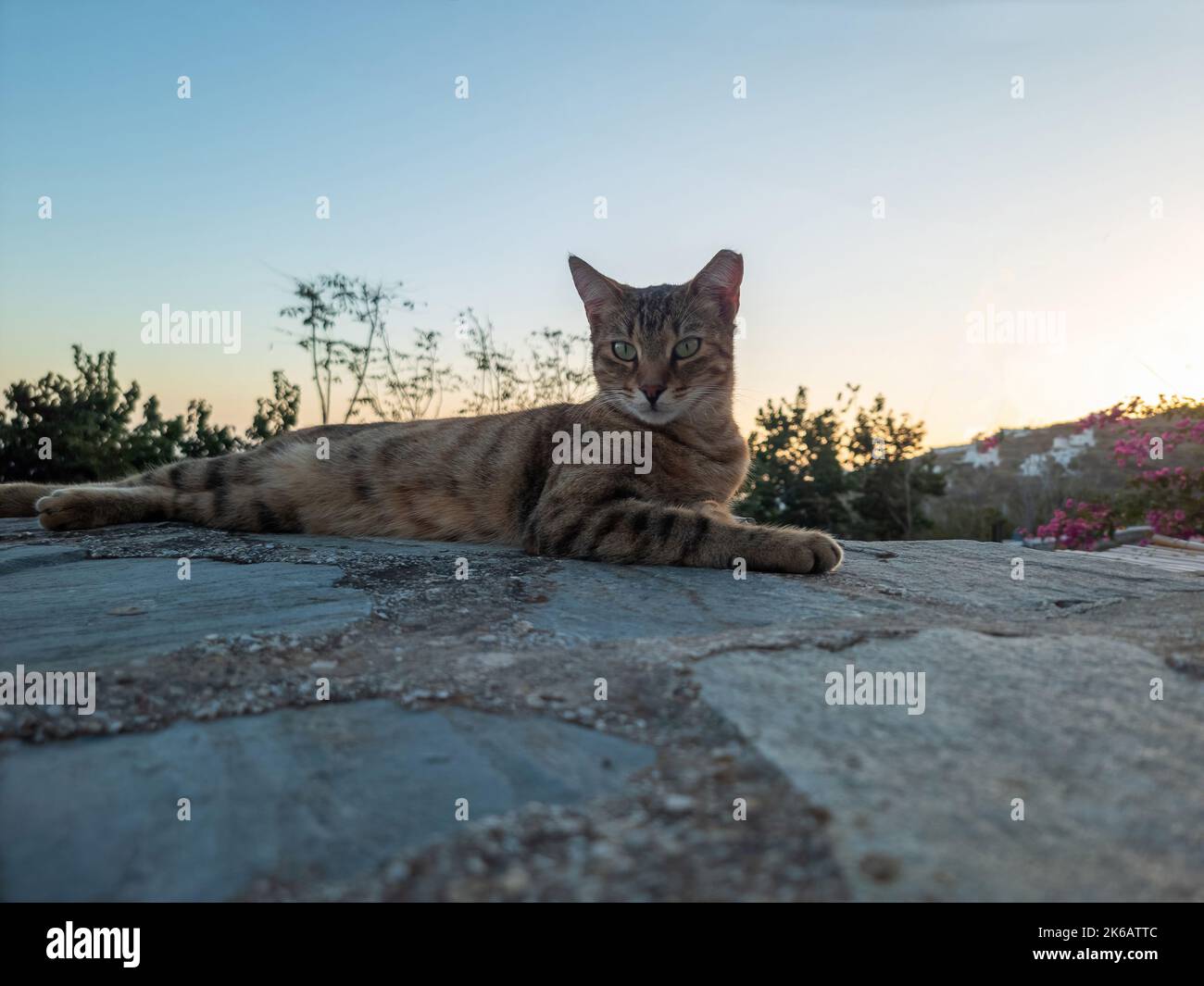 Brown tabby cat lays on rocky surface at sunset. Portrait of spayed ...