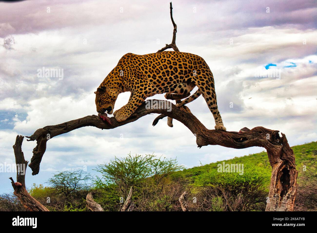 A Leopard eating the meat of dead animal on a tree in savanna in ...
