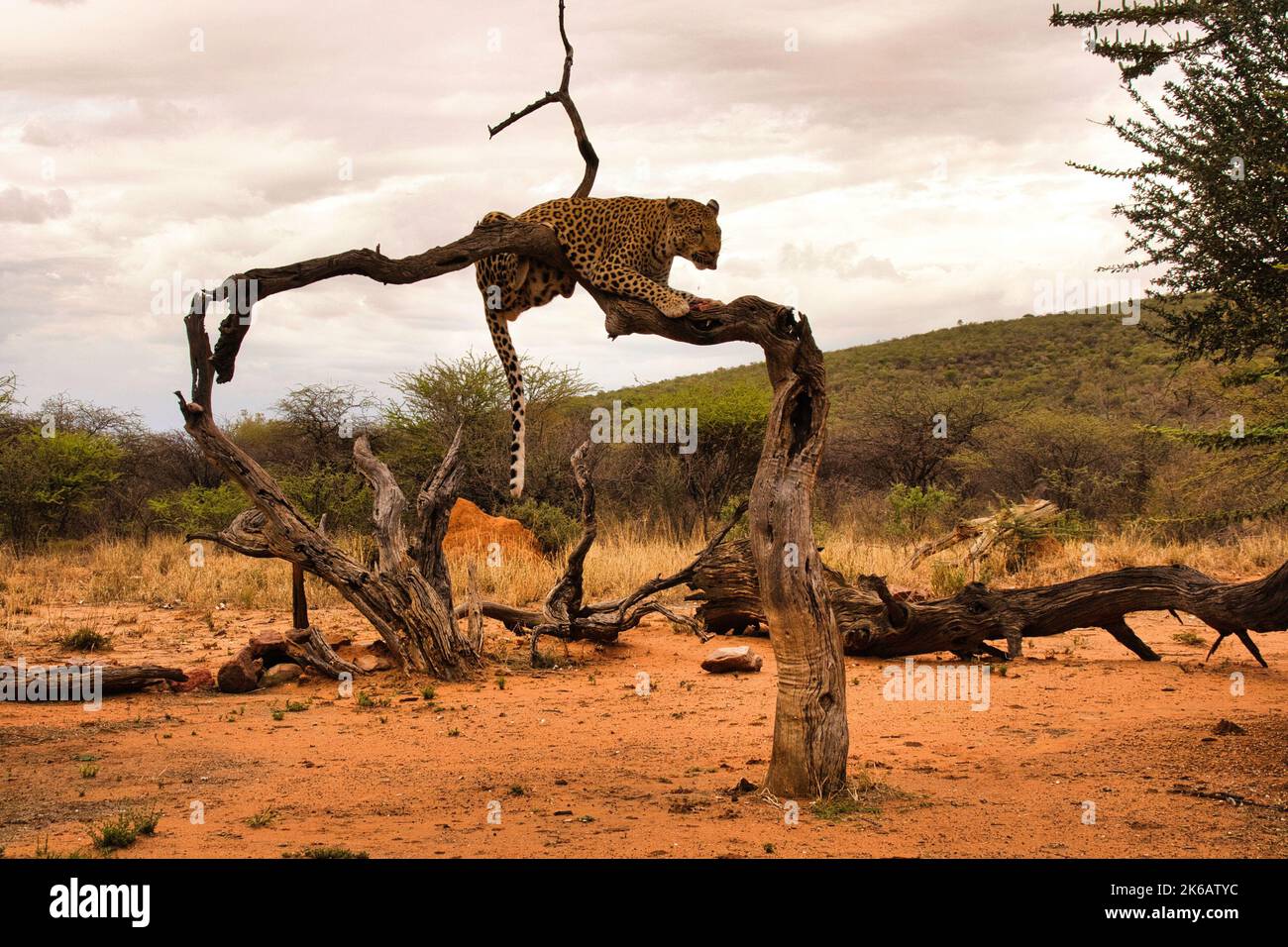 A Leopard eating the meat of dead animal on a tree in savanna in ...