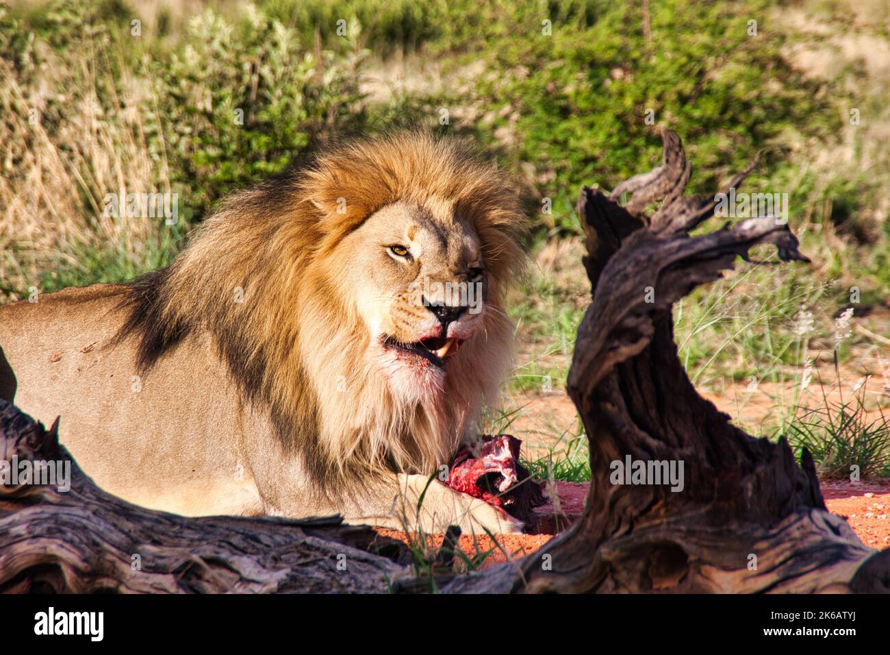 A Barbary lion with bloody mouth eating dead animal meat in the savanna ...