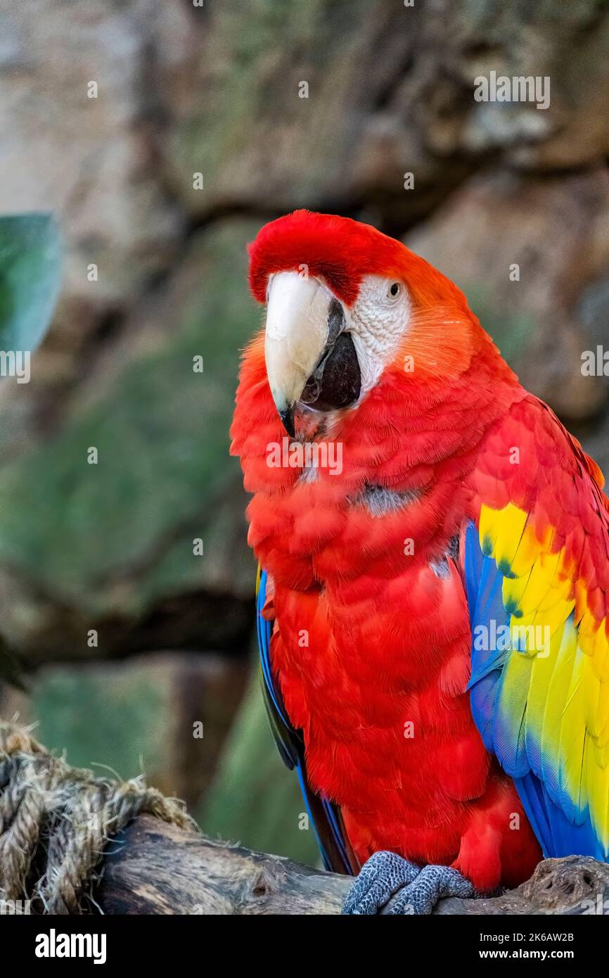 A vertical close-up of a colorful Scarlet Macaw (Ara Macao) parrot ...