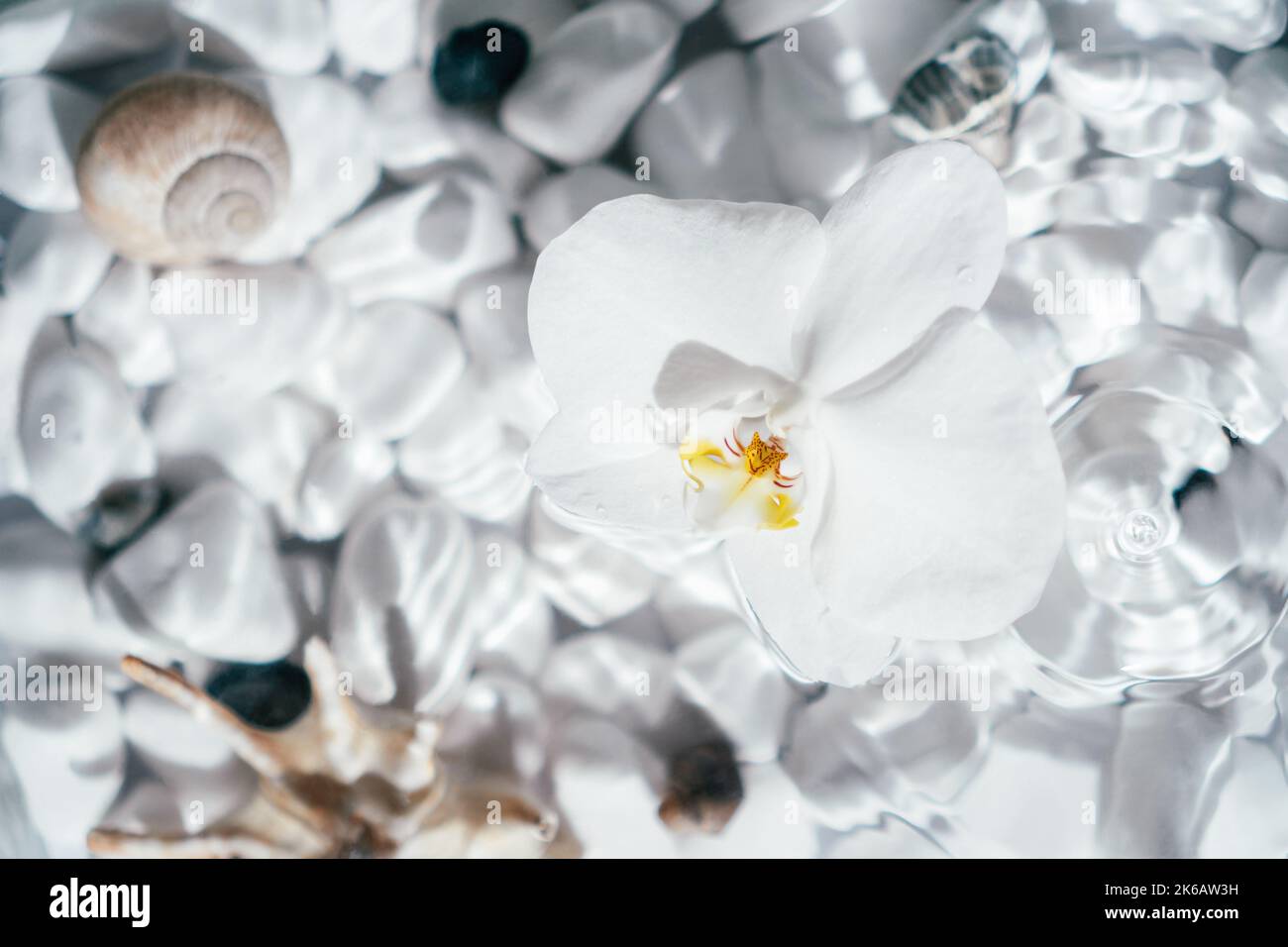 White orchid with yellow core lie on surface of water above bottom with ...