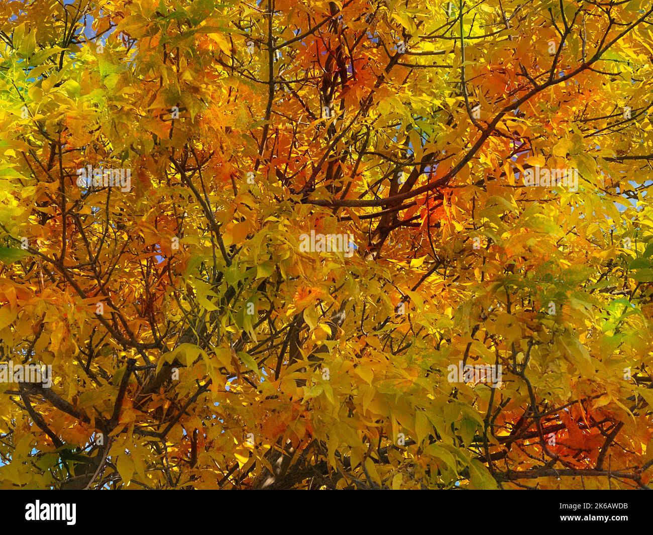 a seasons autumn fall tree leaf changing color maple leaves trees ...