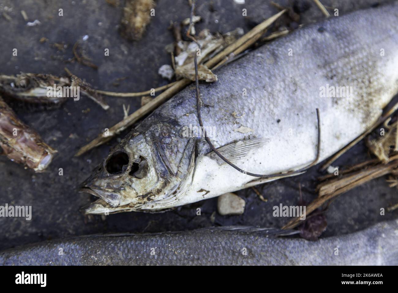 Detail of fish in poor condition, garbage and pollution Stock Photo - Alamy