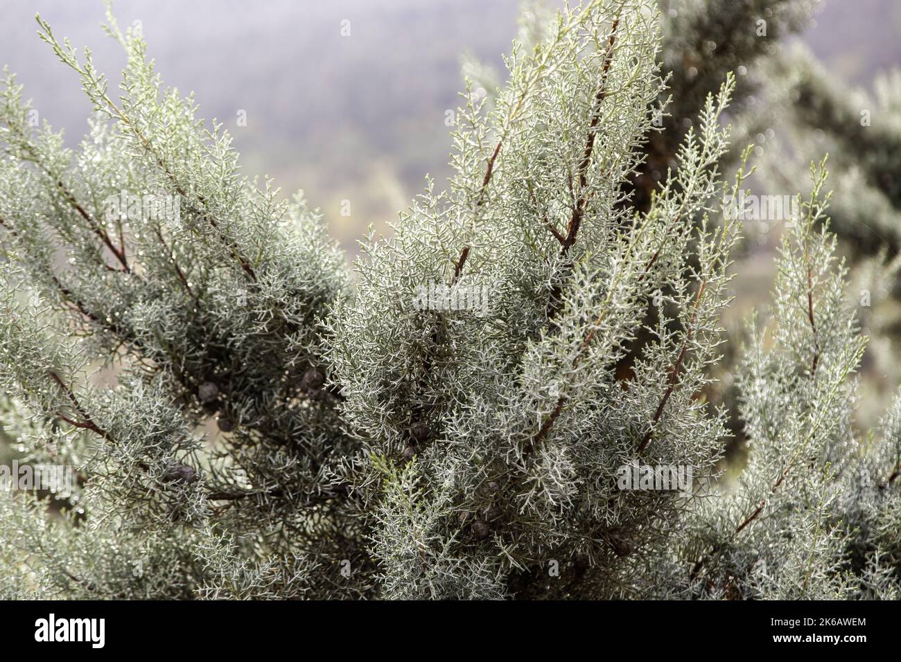 Reproductive growth hi-res stock photography and images - Alamy