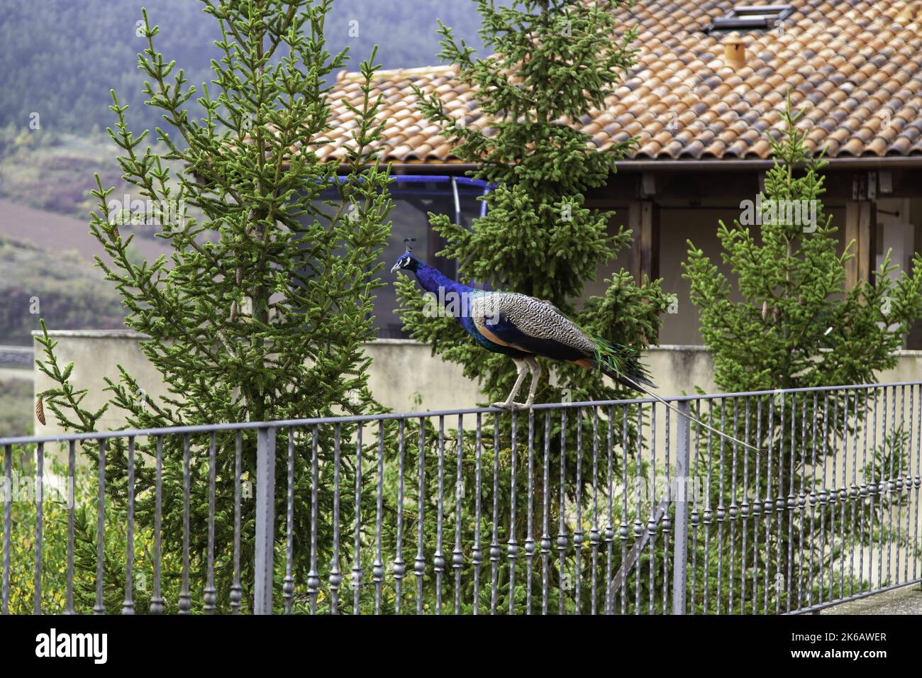 Fauna plumage hi-res stock photography and images - Alamy