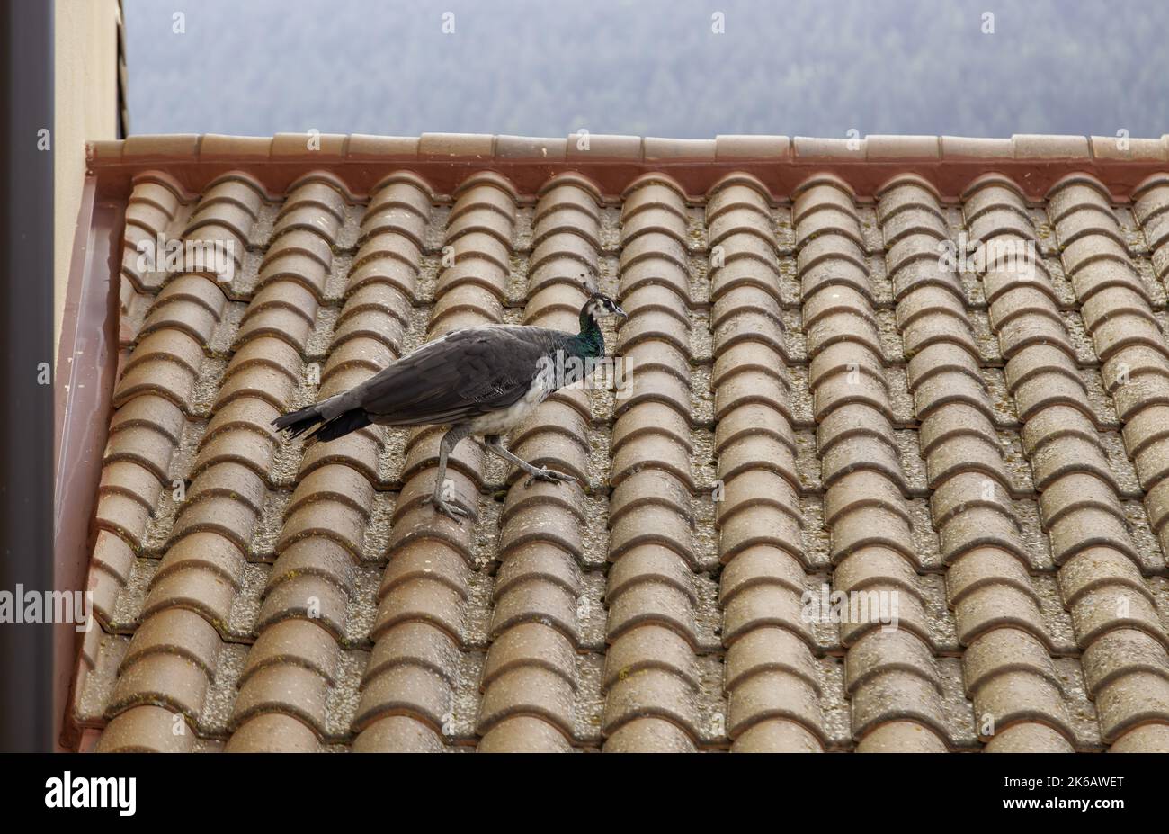 Detail of wild exotic bird in freedom, fauna Stock Photo - Alamy