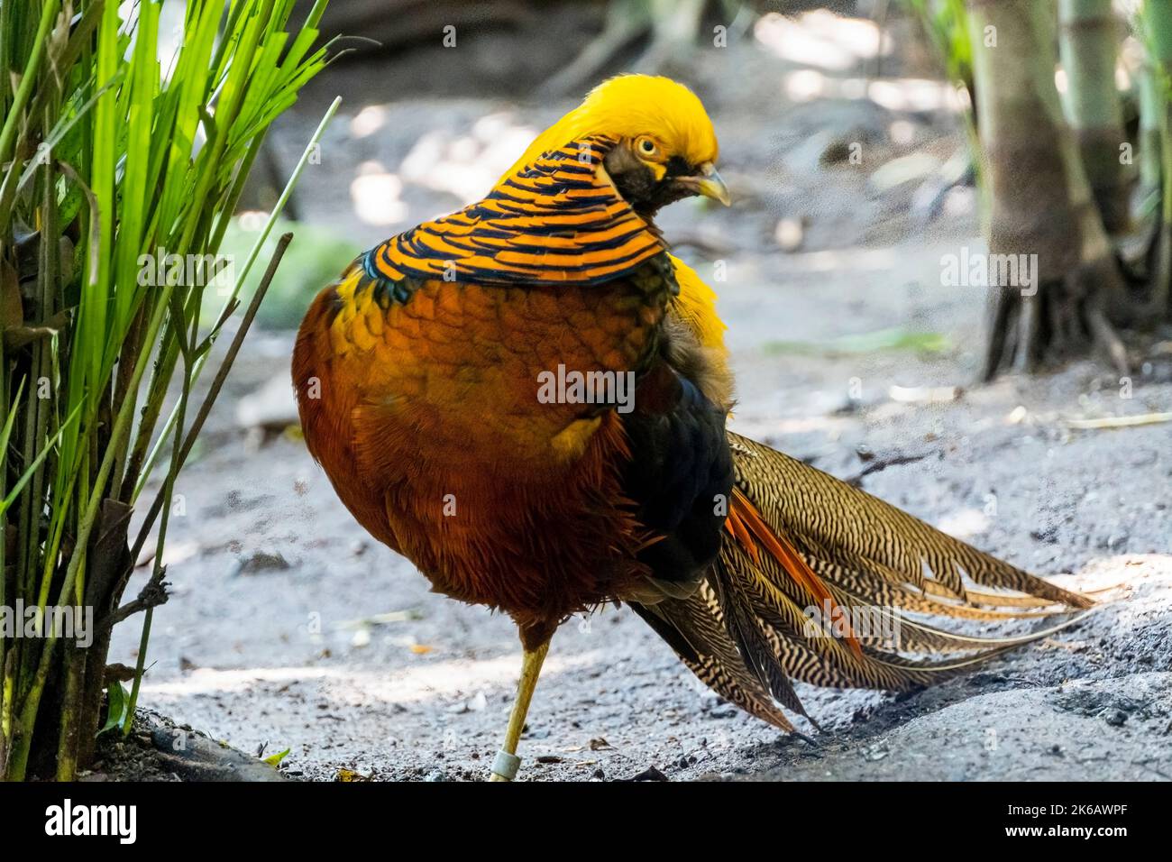 A close-up shot of a golden pheasant bird (Chrysolophus pictus) with a ...