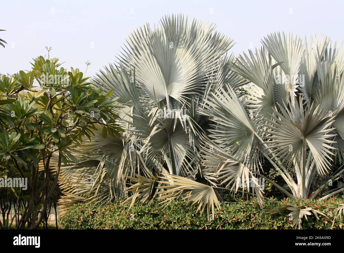 Bismarck Palm (Bismarckia noblis) with huge silver-gray coloured leaves ...