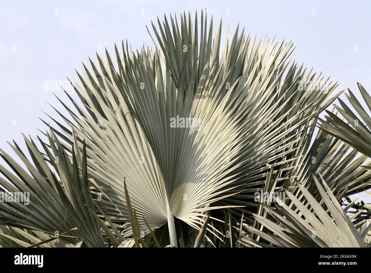 Bismarck Palm (Bismarckia noblis) with huge silver-gray coloured leaves ...