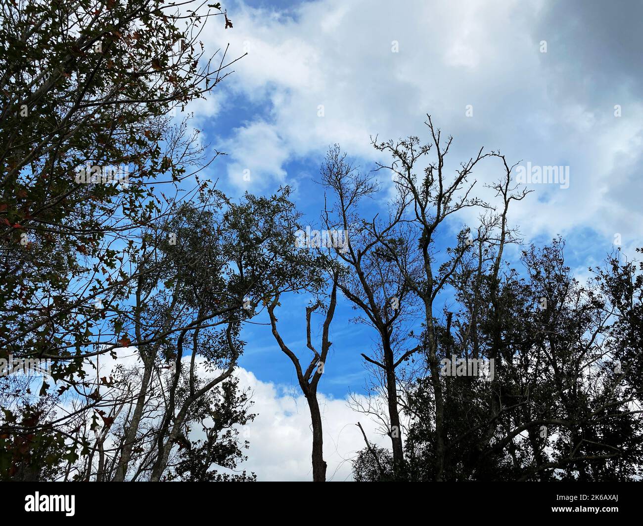 a silhouette trees weather clouds cloudy cloudscape treetops nature ...
