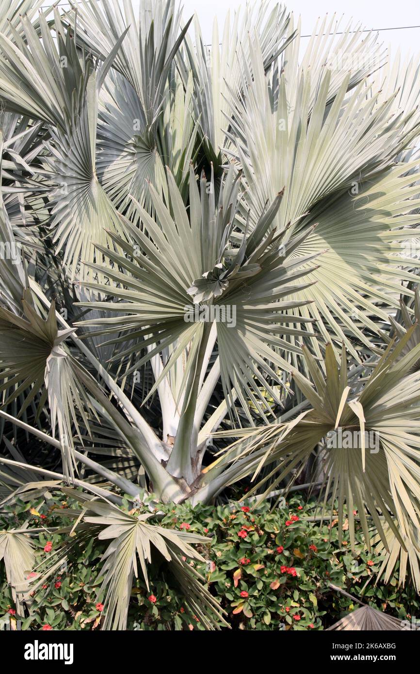 Bismarck Palm (Bismarckia noblis) with huge silver-gray coloured leaves ...