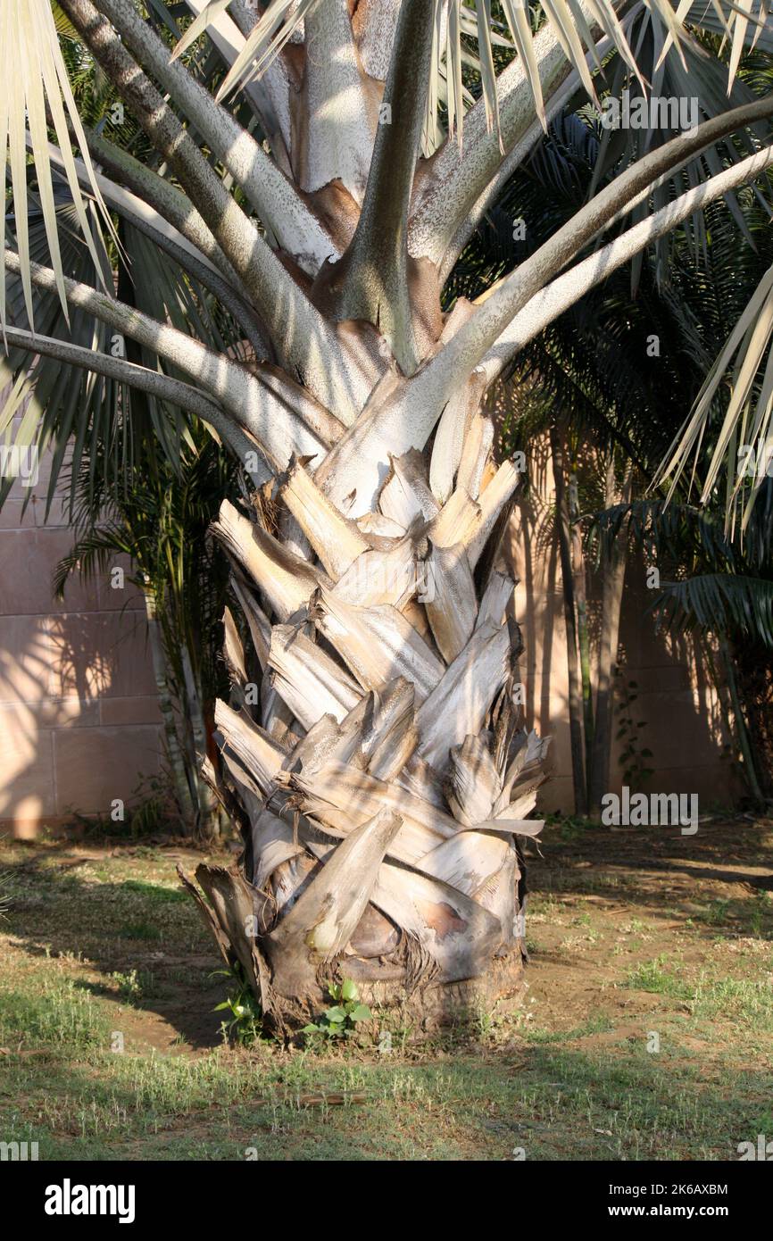 Bismarck Palm (Bismarckia noblis) with huge silver-gray coloured leaves ...