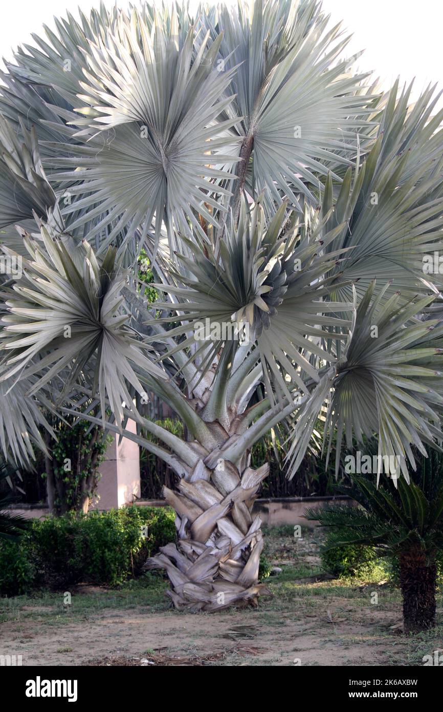 Bismarck Palm (Bismarckia noblis) with huge silver-gray coloured leaves ...