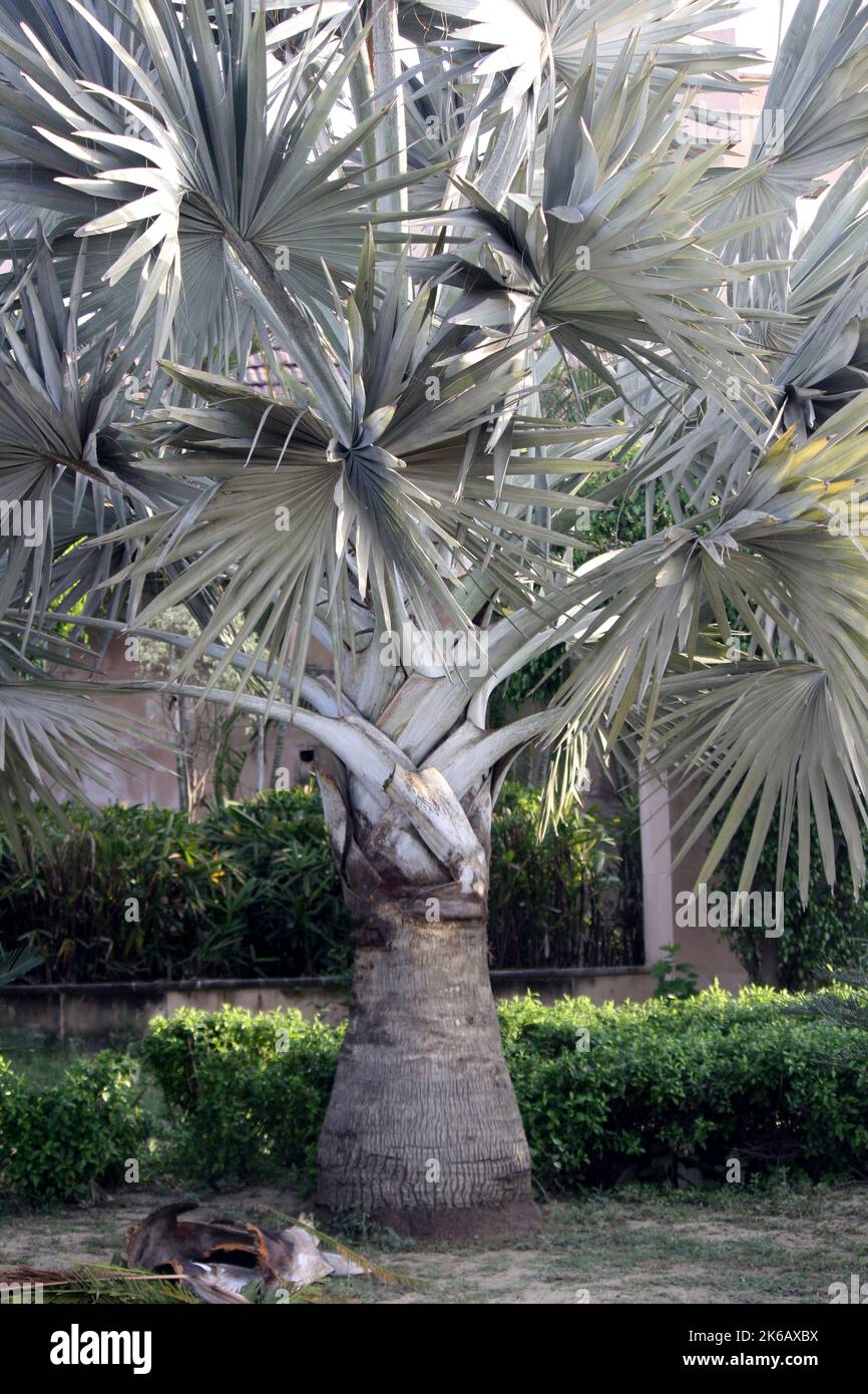 Bismarck Palm (Bismarckia noblis) with huge silver-gray coloured leaves ...