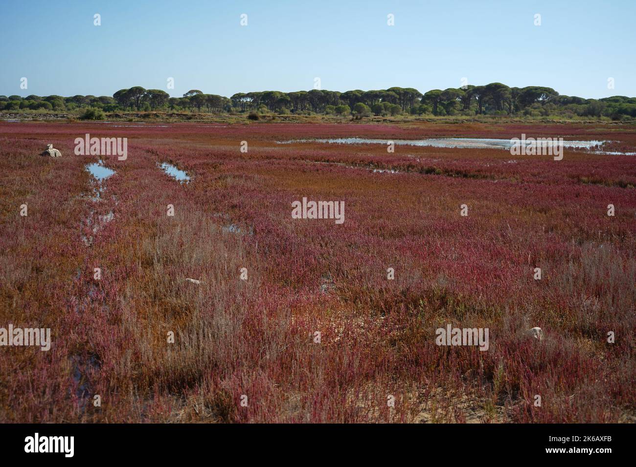 sweet water lagoon and meadows at Strofylia national park in Greece ...