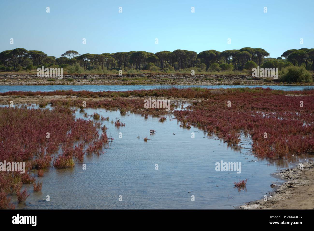 sweet water lagoon and meadows at Strofylia national park in Greece ...