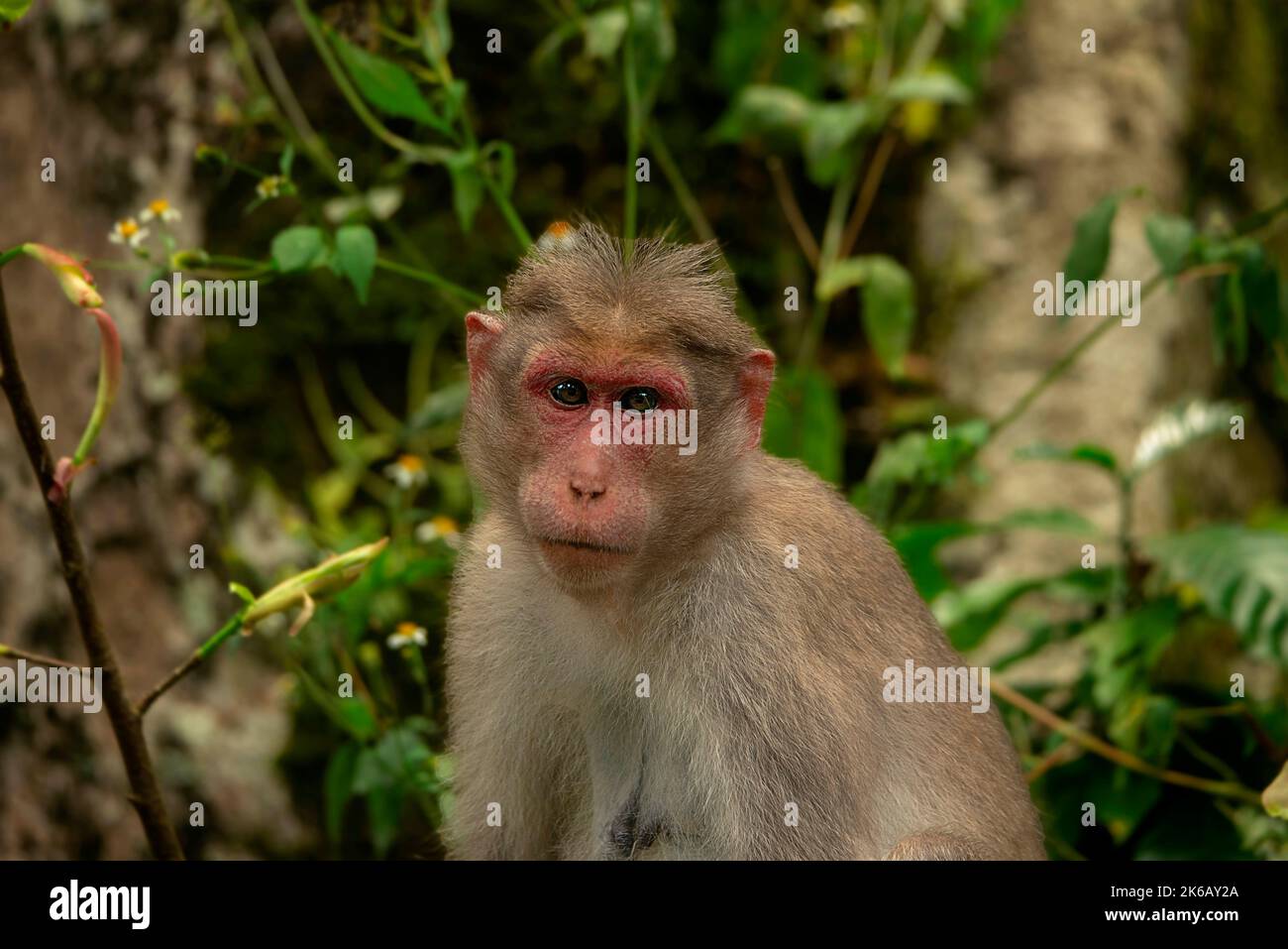 Monkey life hi-res stock photography and images - Alamy