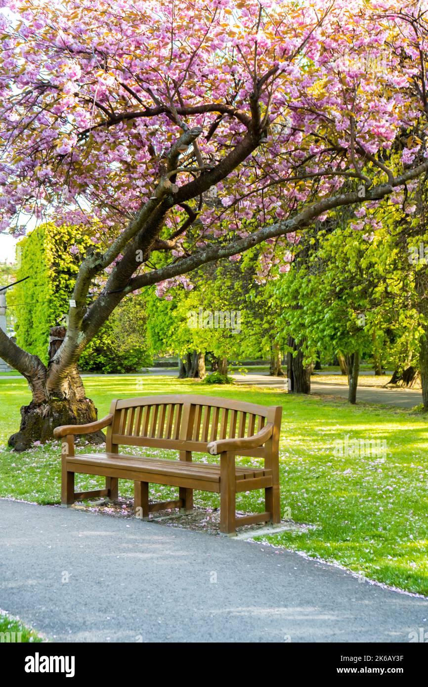 Green wooden bench in the park on sunny day in autumn spring summer ...