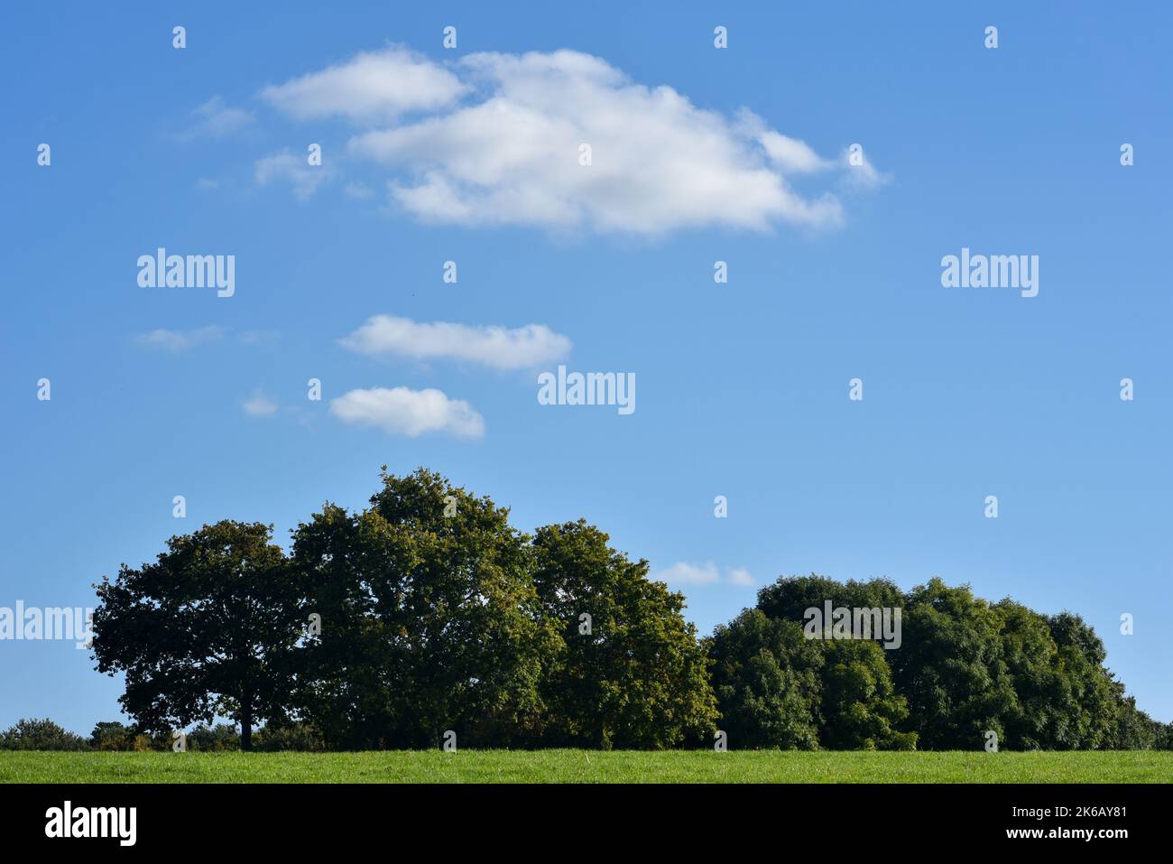 Simple landscape with green grass, tree line and a few white clouds in ...