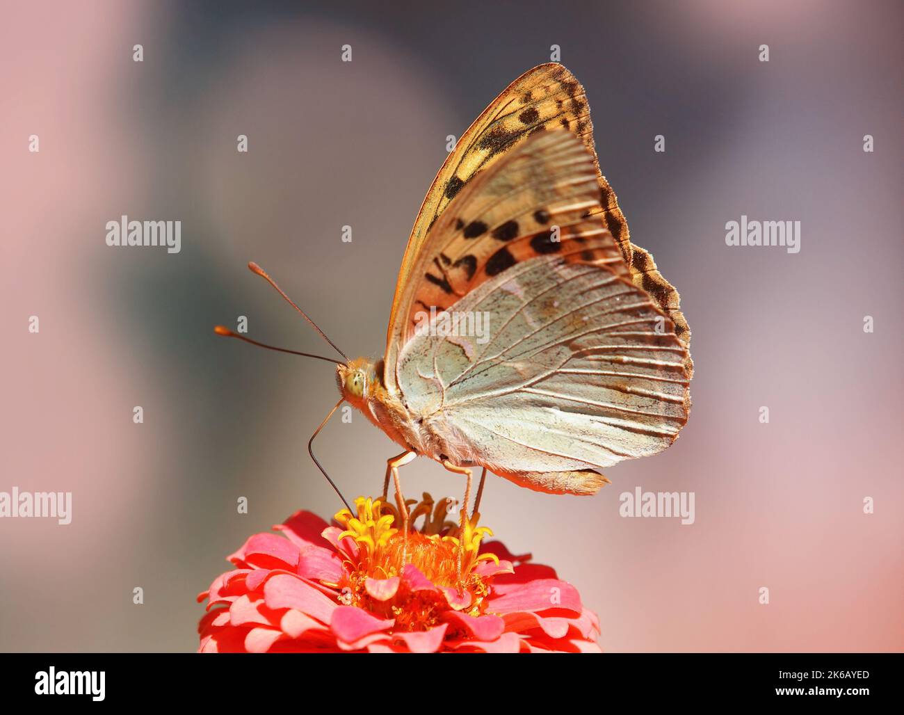 The cardinal butterfly, Argynnis Pandora, on a zinnia flower, side view ...