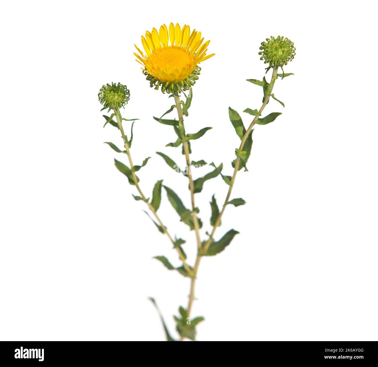 Yellow flowers of curlycup gumweed isolated on white, Grindelia ...