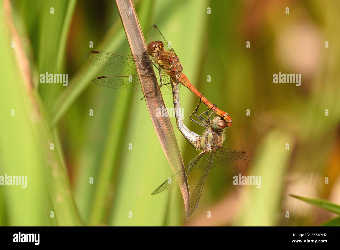 Common Darter Dragonflies mating on a reed frond by the edge of a pond ...