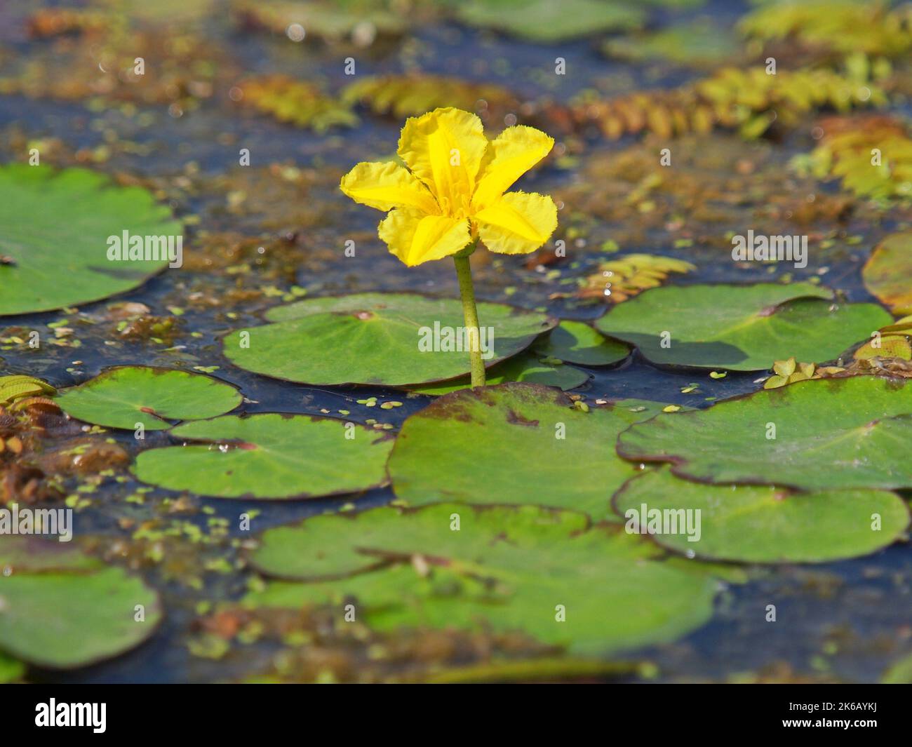 Flower of yellow floating heart, aquatic plant, Nymphoides peltata ...