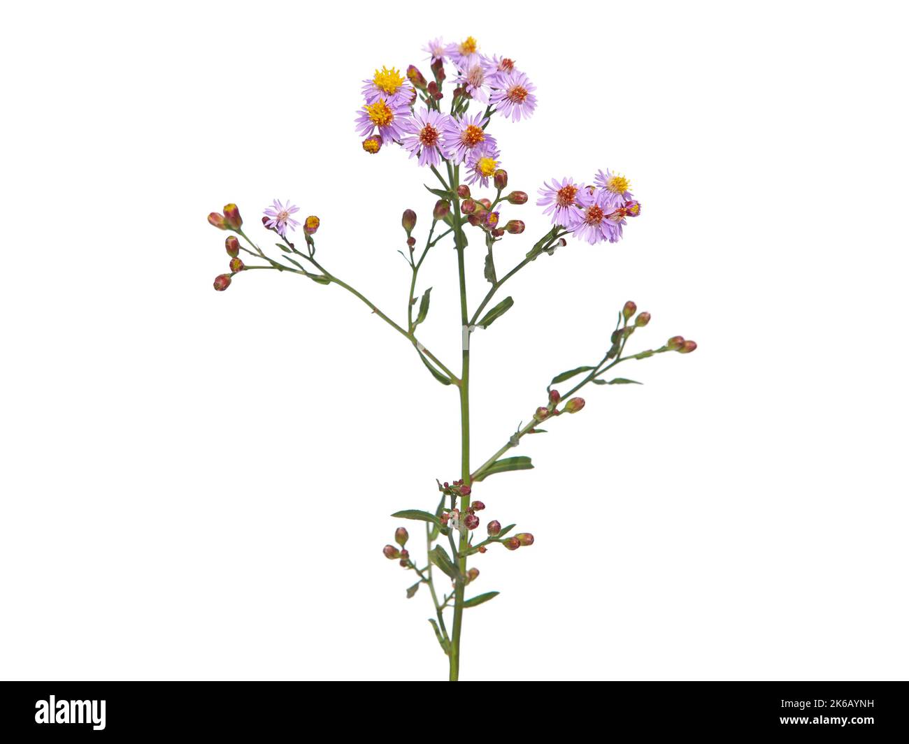 Purple flower of sea aster or seashore aster isolated on white ...