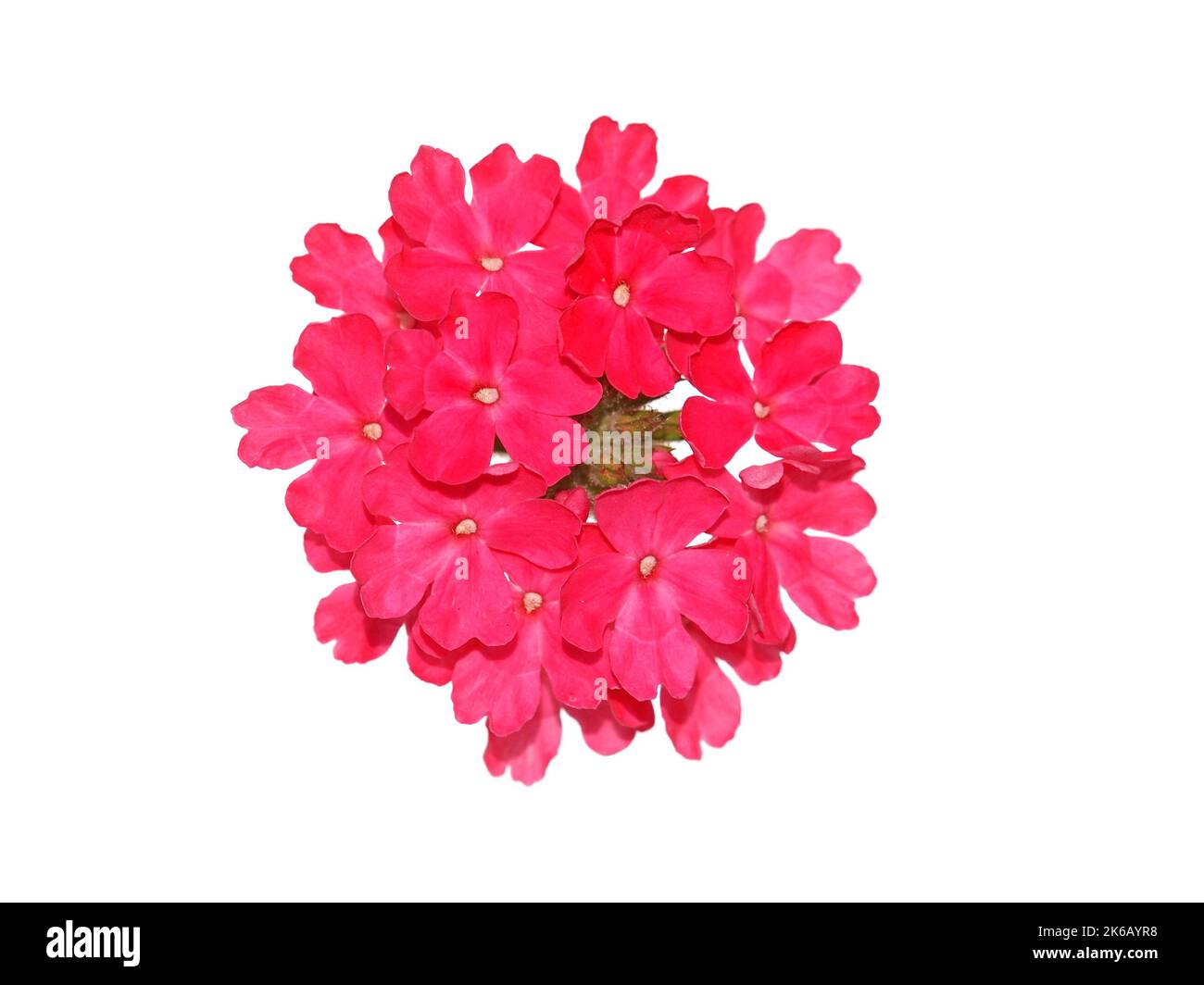 Pink trailing verbena flower isolated on white Stock Photo - Alamy