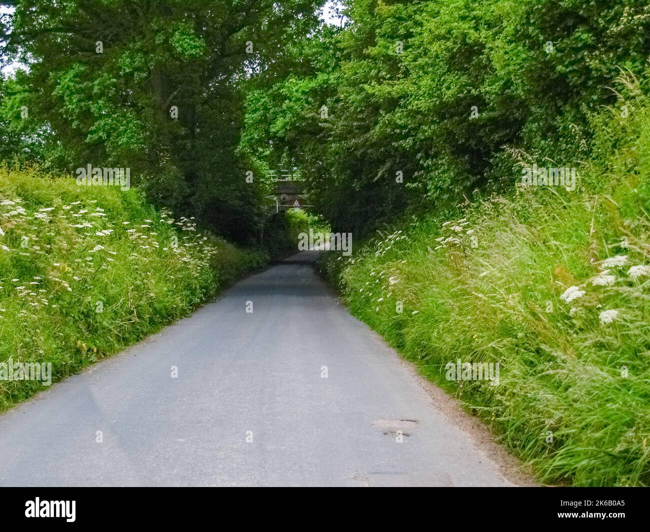 Narrow typically overgrown edges and arching shady trees long English ...