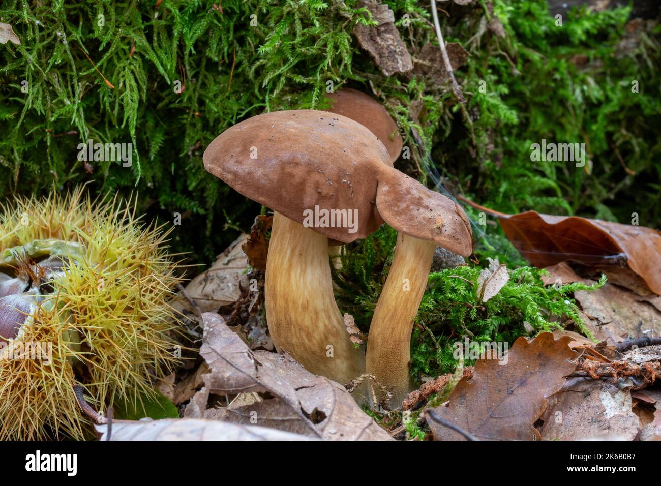 Bay Bolete with brown cap grows on a moss-covered tree trunk Stock ...