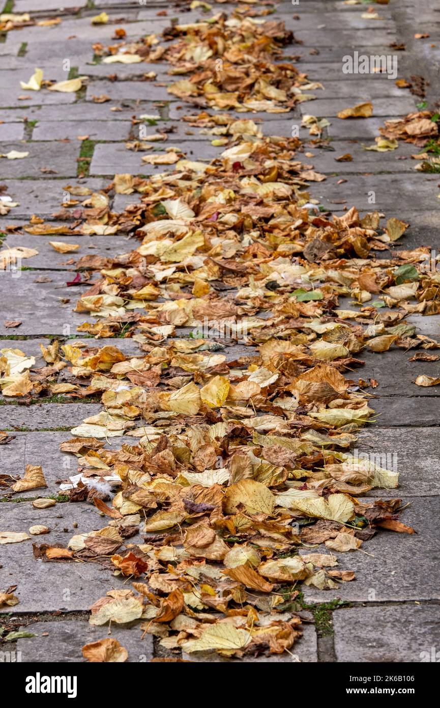 autumn leaves on an old cobble stone street, colourful autumnal leaves ...