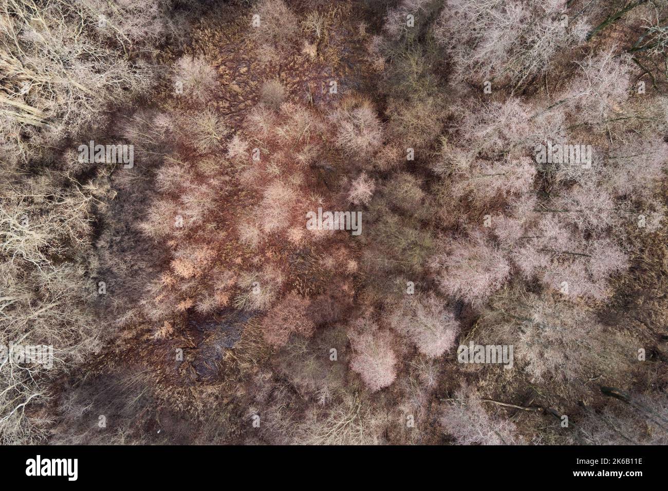 Aerial top view of autumn trees with branches without leaves. Abstract ...