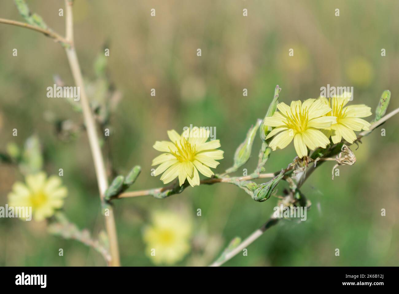 A few yellow flowers together Stock Photo - Alamy