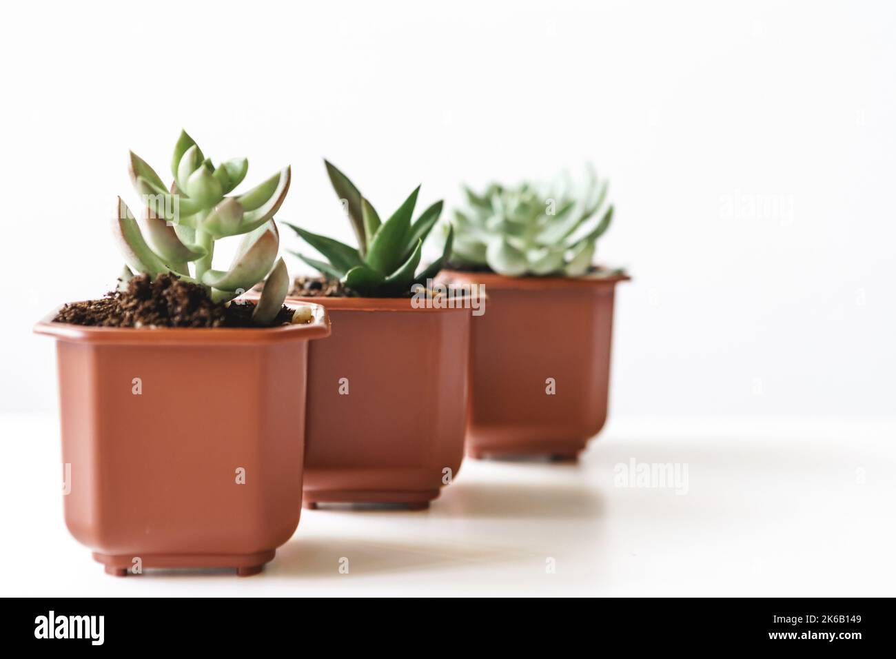 Group of succulent plants in small brown plastic pots indoors Stock ...