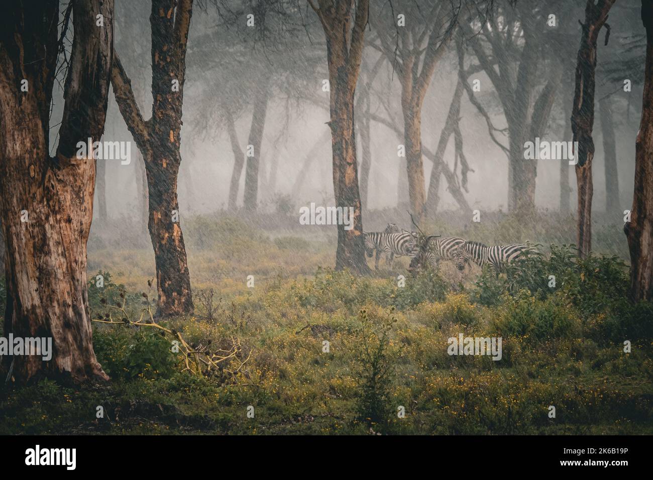 Animal sheltering in heavy rain hi-res stock photography and images - Alamy
