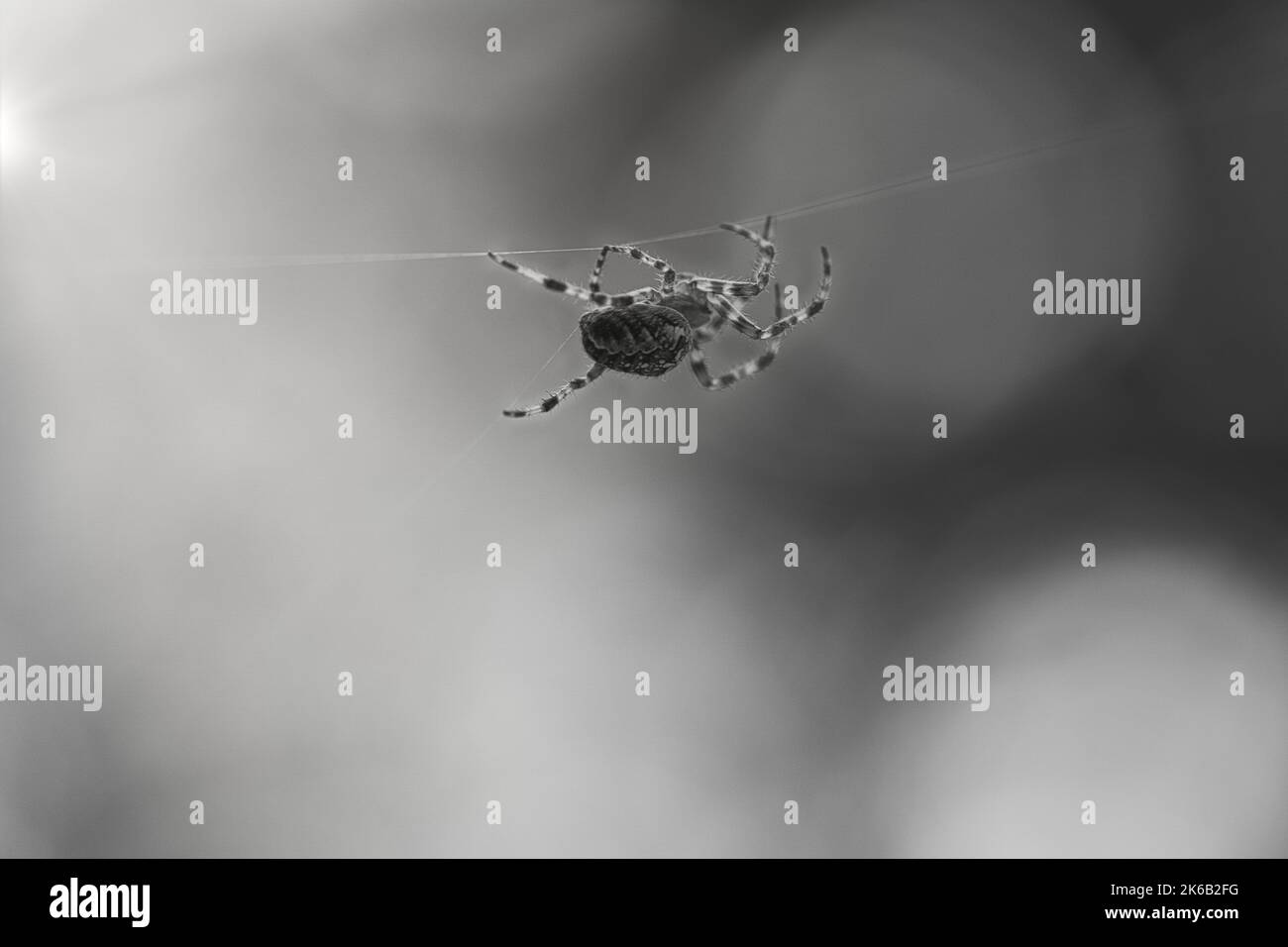 Cross spider shot in black and white, crawling on a spider thread ...