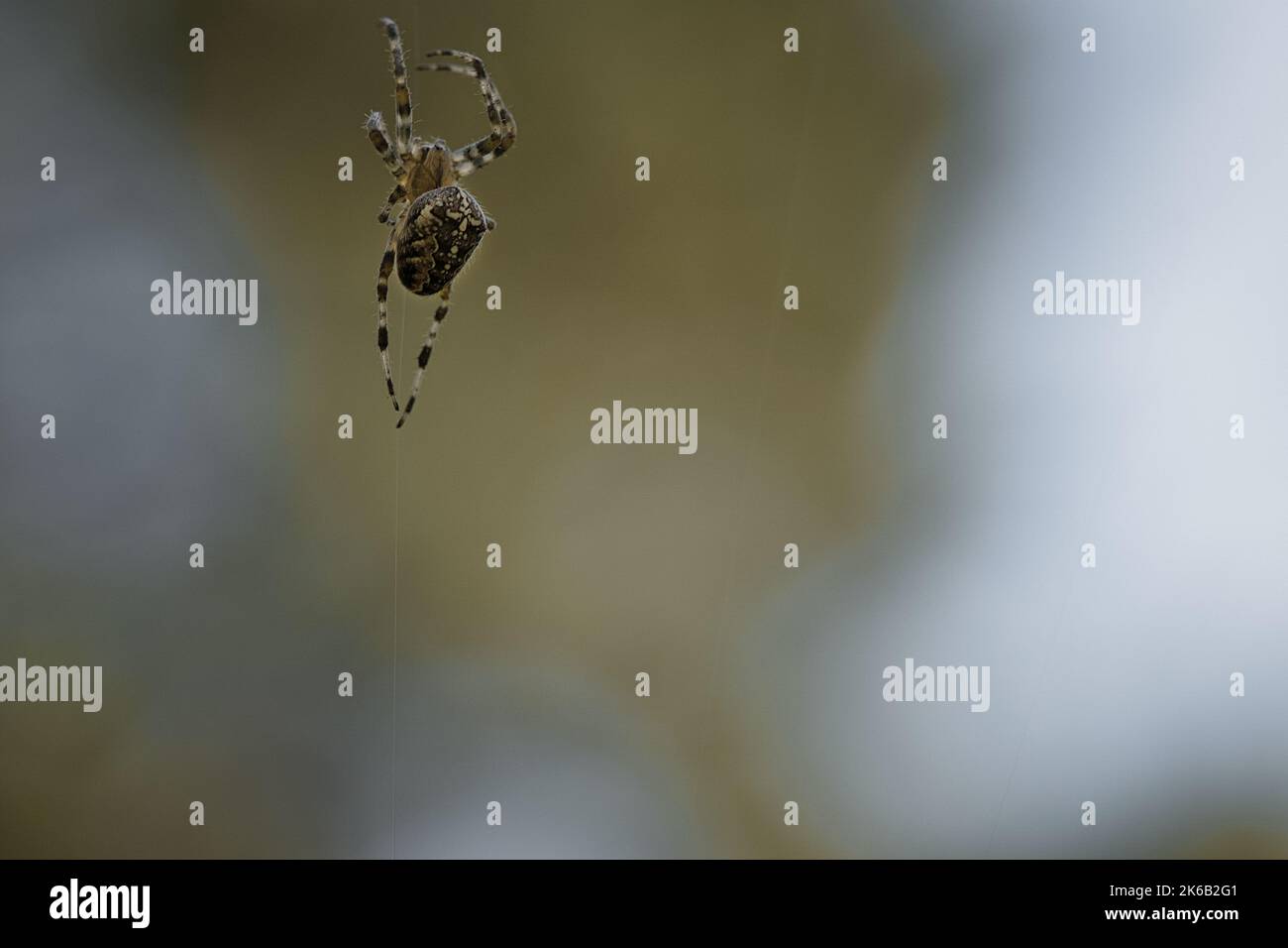 Cross spider crawling on a spider thread. Halloween fright. Blurred ...