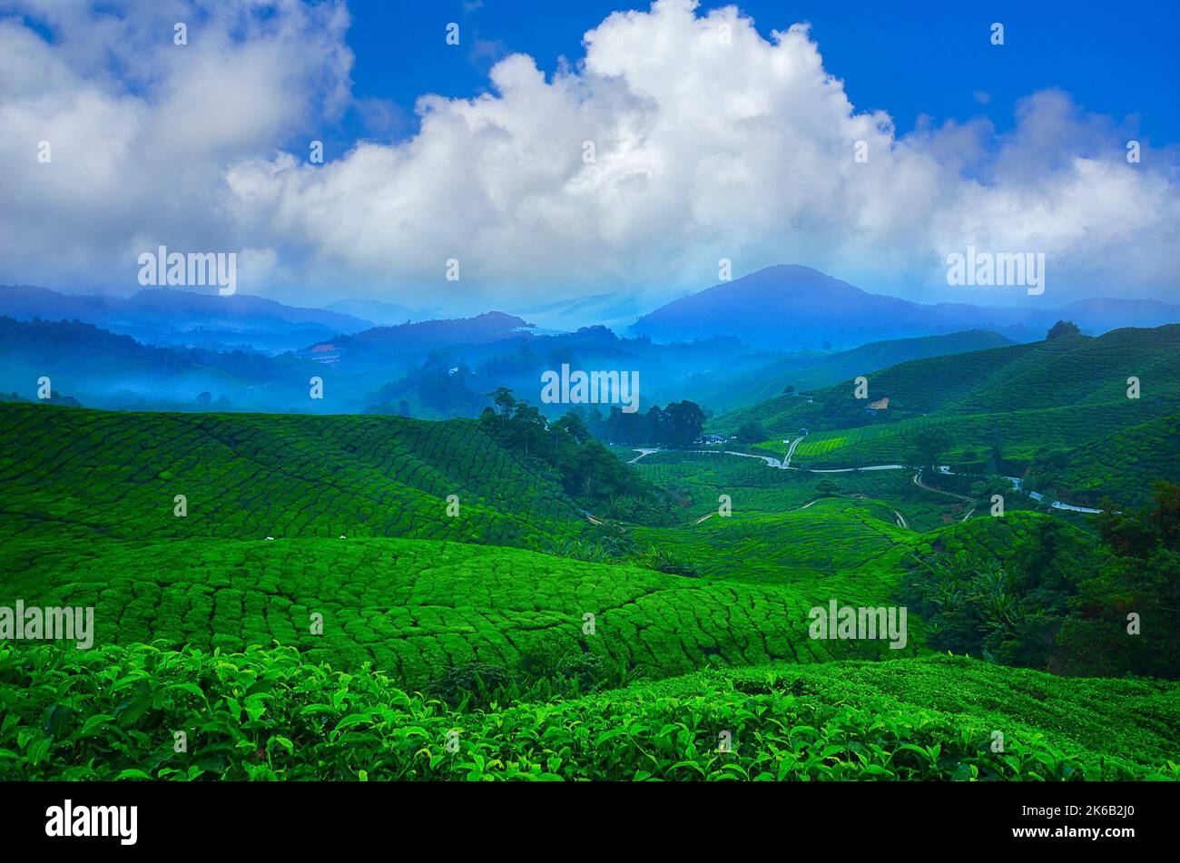 Beautiful sunrise view at Tea Plantation, Cameron Highland Stock Photo ...