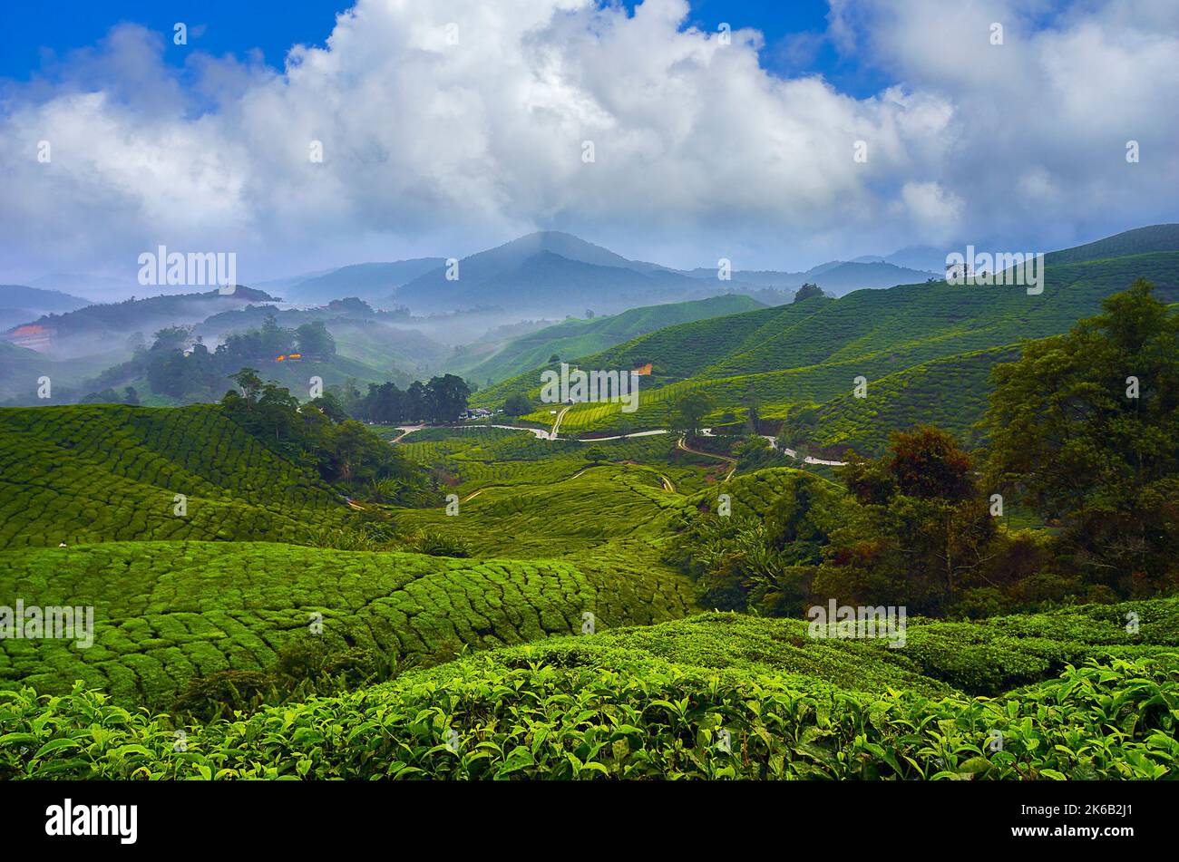 Beautiful sunrise view at Tea Plantation, Cameron Highland Stock Photo ...