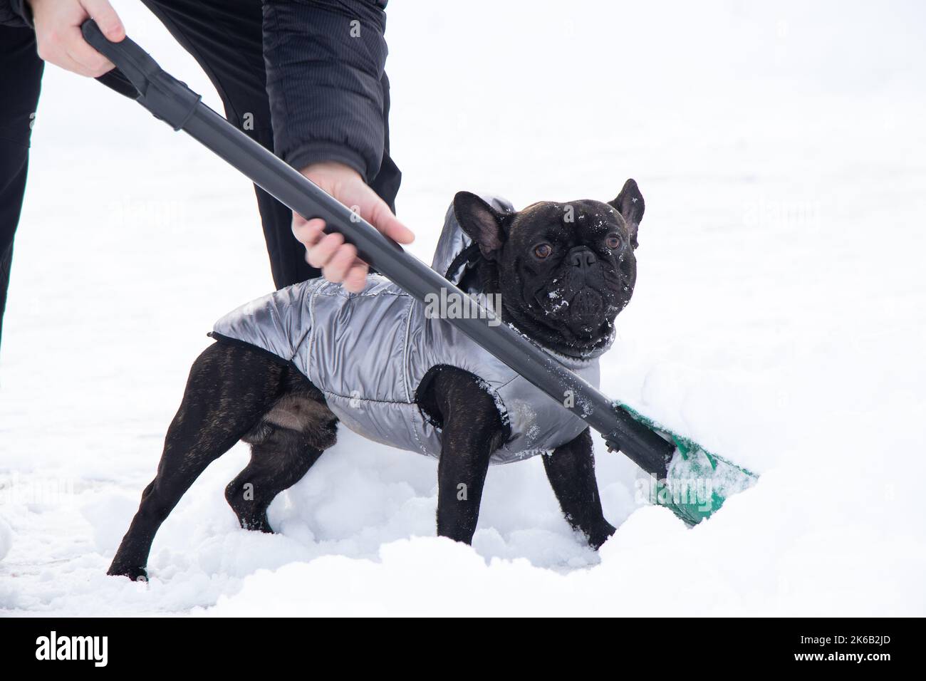 french bulldog in winter in a jacket on the snow for walks, the dog in ...