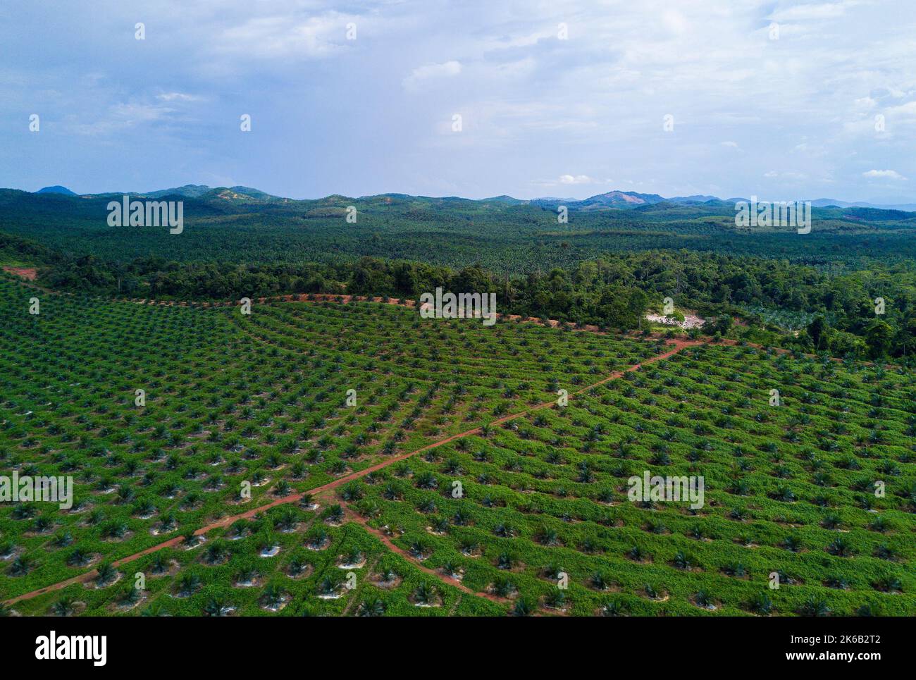 Arial view of oil palm plantation on east Asia Stock Photo - Alamy