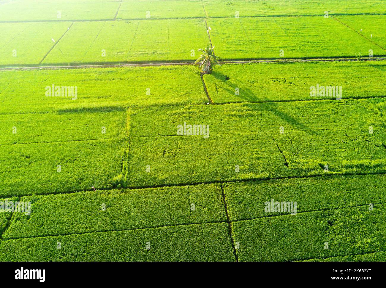 arial view of green paddy field on east asia during sunrise Stock Photo ...