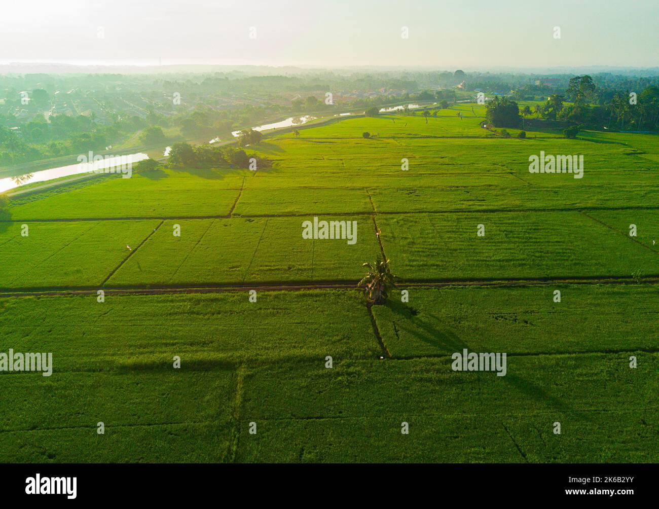 arial view of green paddy field on east asia during sunrise Stock Photo ...