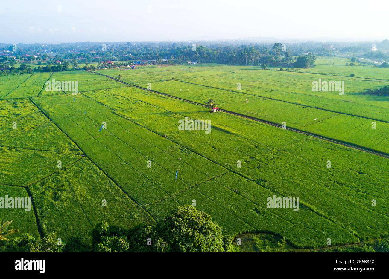 arial view of green paddy field on east asia during sunrise Stock Photo ...